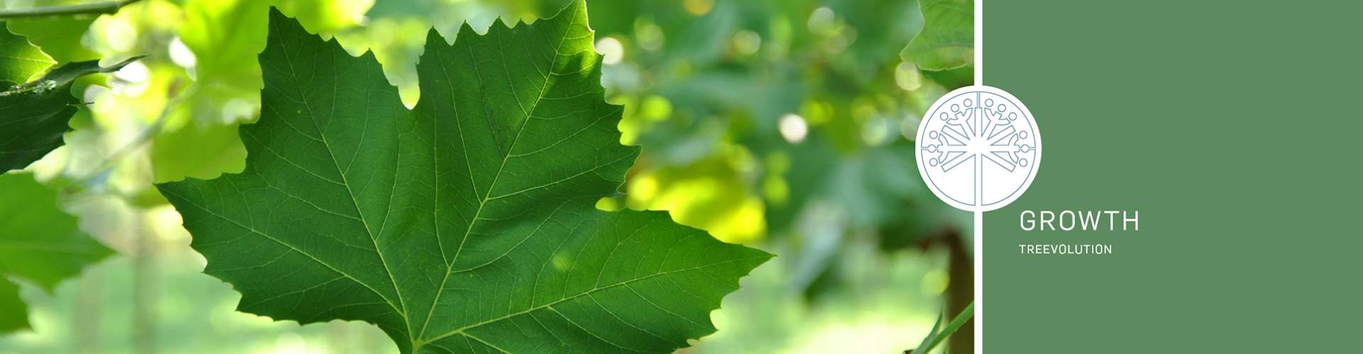 Treevolution - Growth